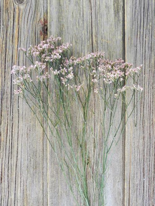 Wholesale Pink Limonium Delivered Online | FlowerFarm