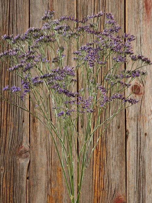Wholesale Shooting Stars Blue Limonium Delivered Online | FlowerFarm