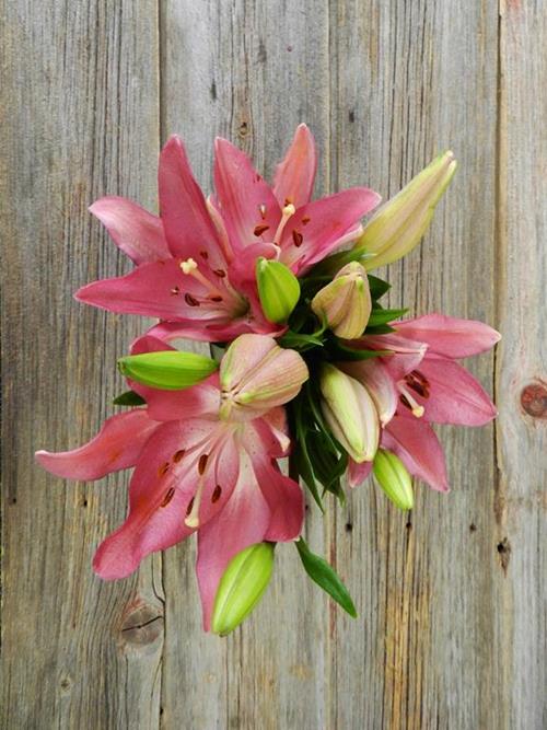 Wholesale Lilies in Bulk | FlowerFarm - Fresh Cut Lilies