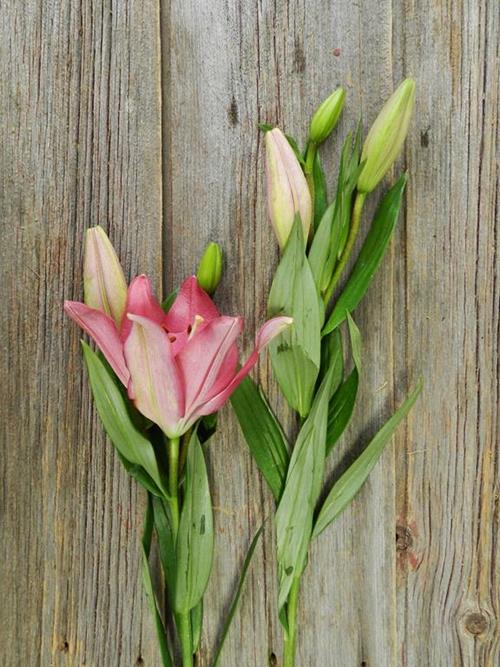 Wholesale Arbatax Pink La Hybrid Lilies Delivered Online | FlowerFarm