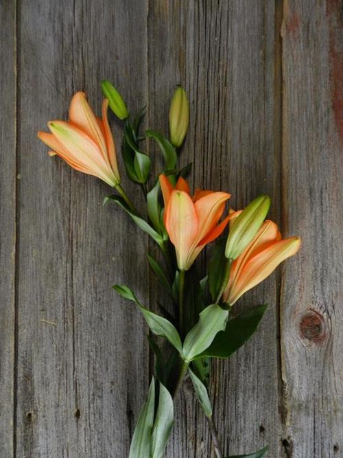 Wholesale Honesty 3-5 Bloom Orange L.A. Hybrid Lilies Delivered Online ...