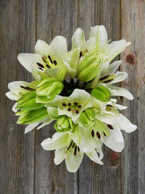 Wholesale White L.A. Hybrid Lilies Delivered Online | FlowerFarm