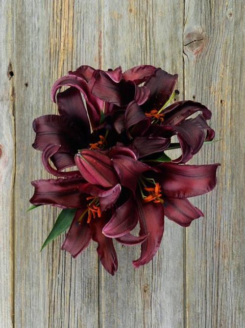 Wholesale Firebolt 2/3 Bloom Burgundy/Red Hybrid Oriental Lily ...