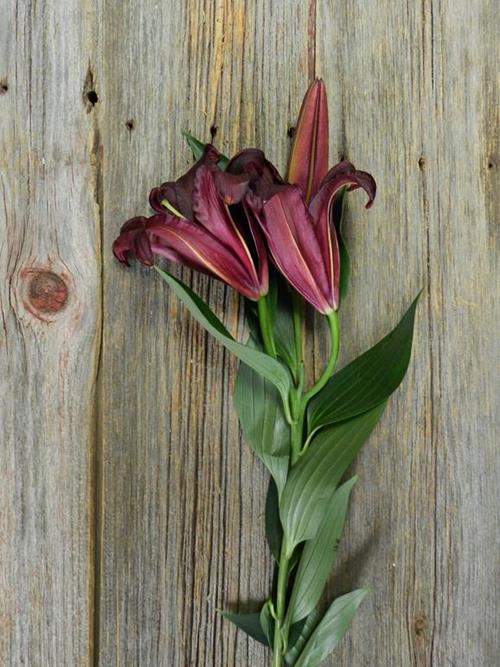 Wholesale Firebolt 2/3 Bloom Burgundy/Red Hybrid Oriental Lily ...