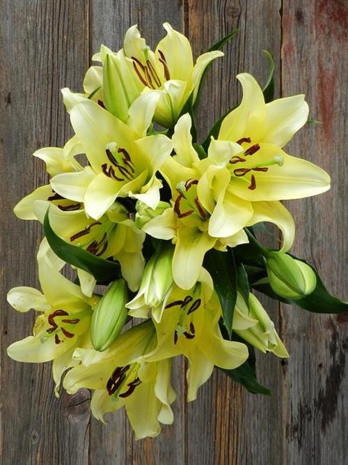 Wholesale Outback 2-3 Bloom Yellow Oriental Lilies Delivered Online ...