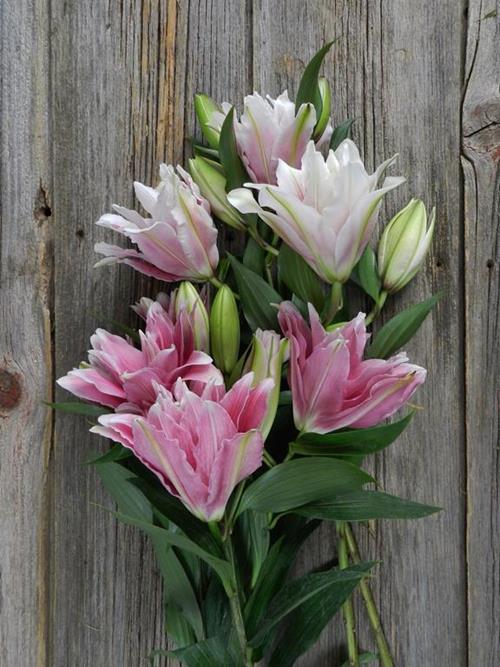 Wholesale Rose Double Bloom 2/3 Bloom Oriental Lily Assorted Pinks ...