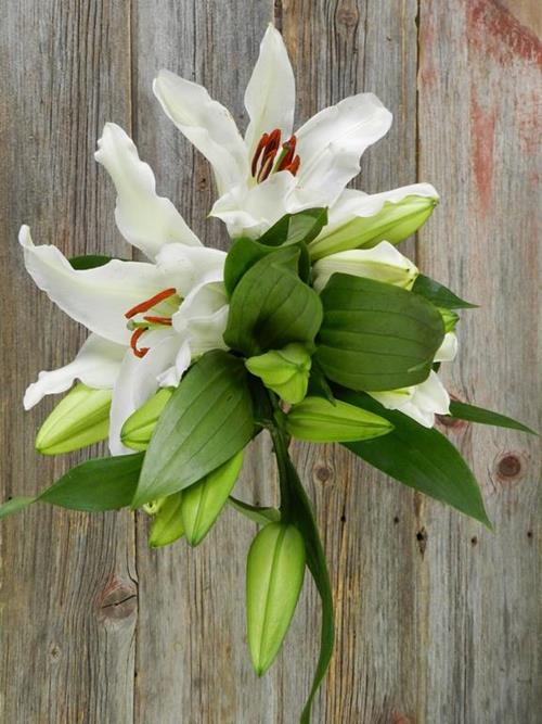 Wholesale Santander White Oriental Lilies Delivered Online | FlowerFarm