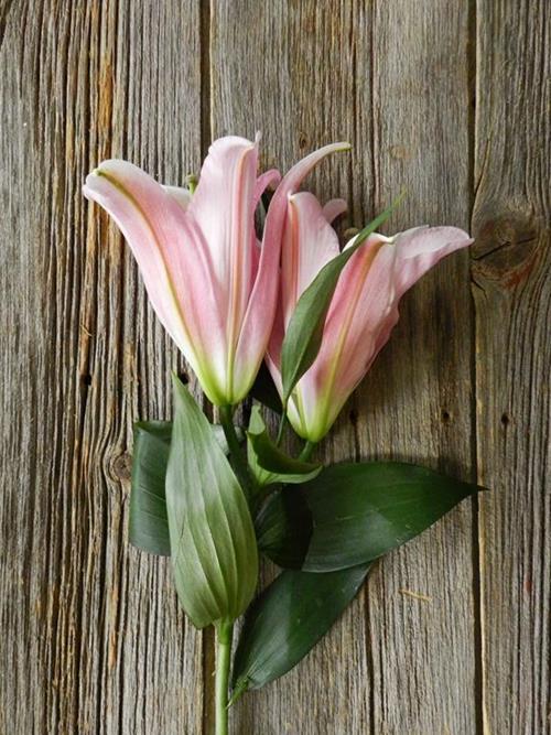 Wholesale Table Dance Pink Ot Hybrid Oriental Lilies Delivered Online ...