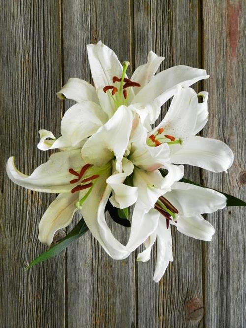 Wholesale Zambesi White Ot Hybrid Oriental Lilies Delivered Online ...