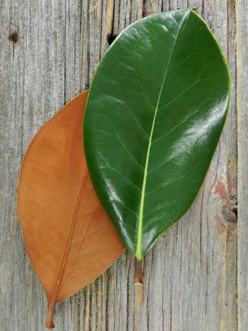 Wholesale Magnolia Tips Greens Delivered Online | FlowerFarm