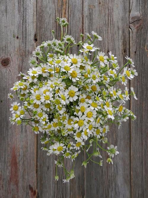 Wholesale Daisy White Matricaria Delivered Online | FlowerFarm