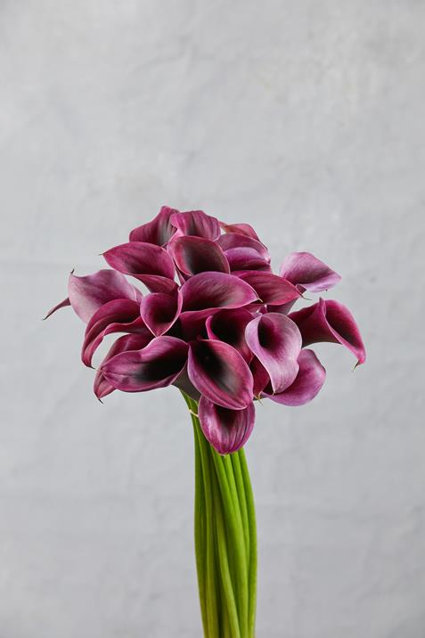 Wholesale Accent Purple Mini Calla Delivered Online | FlowerFarm