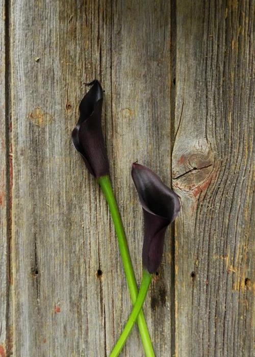Wholesale Odessa Black Mini Calla Lily Delivered Online | FlowerFarm