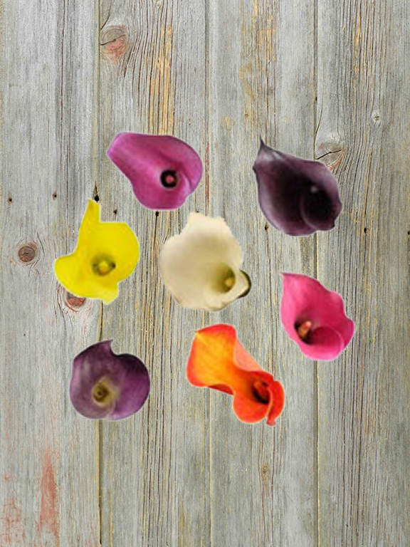 Wholesale Best Seller Assorted Color Mini Calla Lily Delivered Online ...