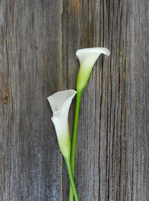 Wholesale Crystal White Mini Calla Delivered Online | FlowerFarm