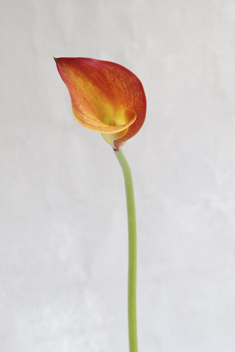 Wholesale Marmalade Bi-Color Orange/Yellow Yellow Mini Calla Delivered ...