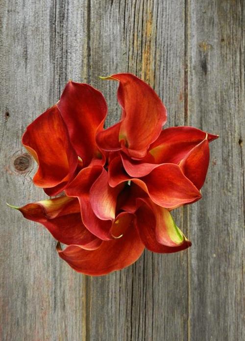 Wholesale Mango Bi-Color Orange/Yellow Mini Calla Delivered Online ...