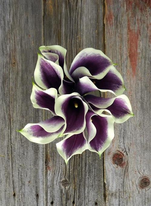 Wholesale Picasso Bicolor Purple/Cream Mini Calla Delivered Online ...