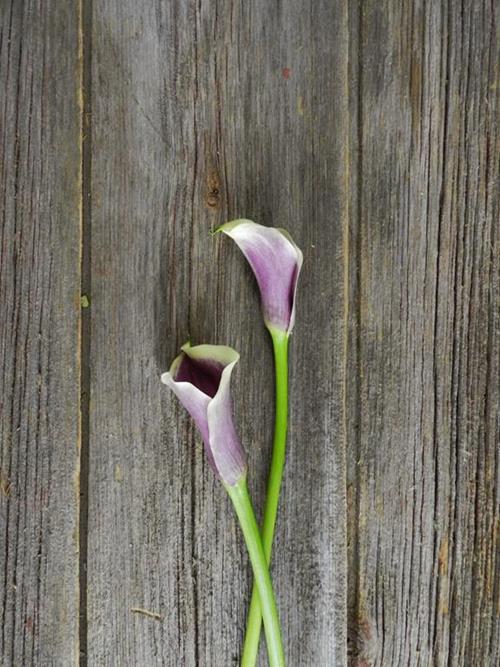 Wholesale Picasso Bicolor Purple/Cream Mini Calla Delivered Online ...