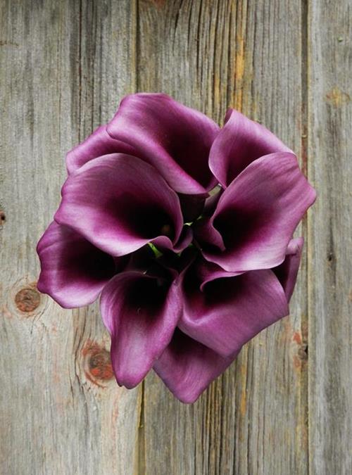 Wholesale Purple Mini Calla Delivered Online | FlowerFarm