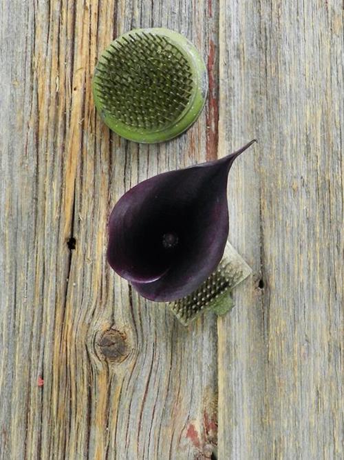 Wholesale Schwarzwalder Black Mini Callas Delivered Online | FlowerFarm