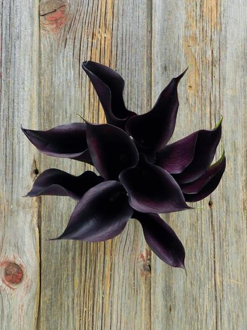 Wholesale Schwarzwalder Black Mini Callas Delivered Online | FlowerFarm