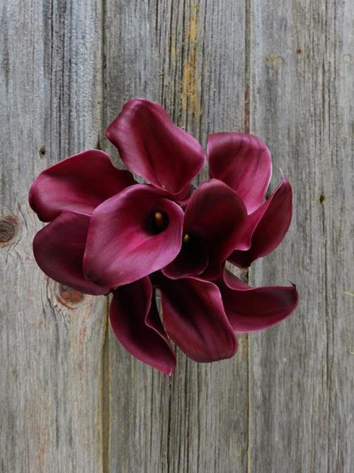 Wholesale Sumatra Burgundy-Cherry Color Mini Calla Lilies Delivered ...