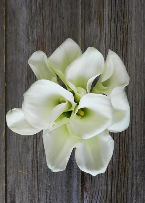 Wholesale White Mini Calla Delivered Online | FlowerFarm