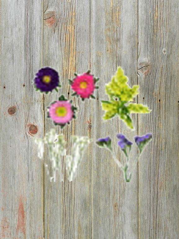 Wholesale Medellin Filler Flower Assorted Colors Combo Box Delivered ...