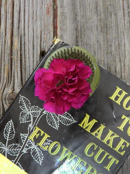 Wholesale Epsilon Violet Mini Carnations Delivered Online | FlowerFarm