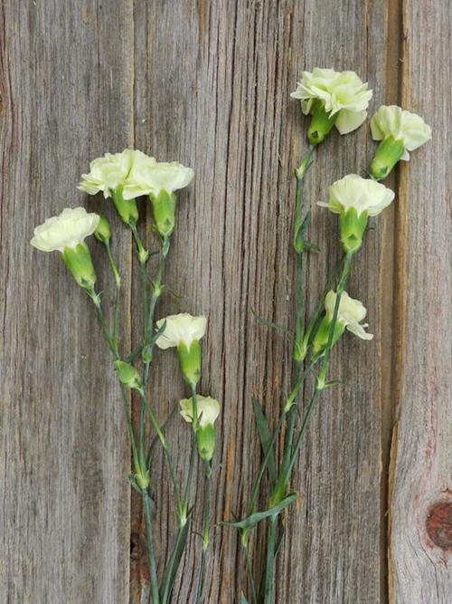 Wholesale Natural Green Mini Carnations Delivered Online | FlowerFarm