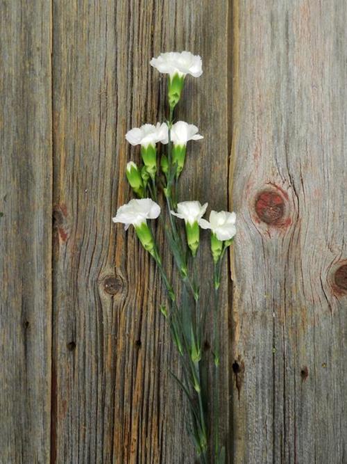 Wholesale Ibis White Mini Carnations Delivered Online | FlowerFarm