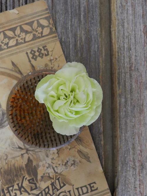 Wholesale Jade Green Mini Carnations Delivered Online | FlowerFarm