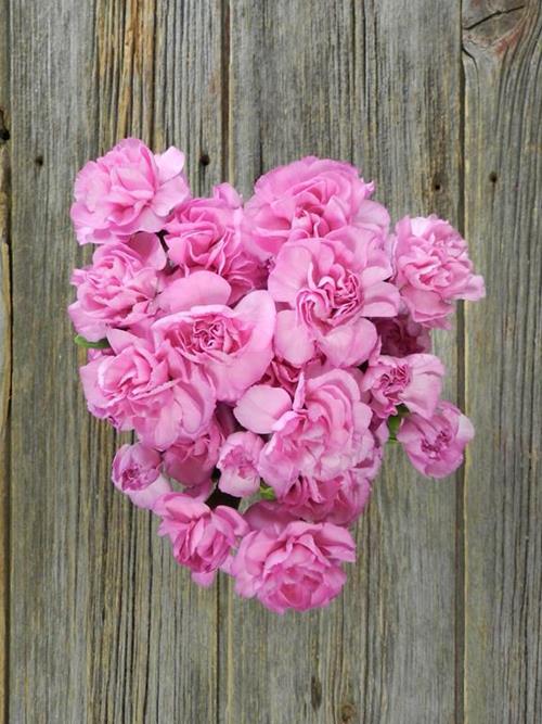 Wholesale Malibu Lavender Mini Carnations Delivered Online | FlowerFarm