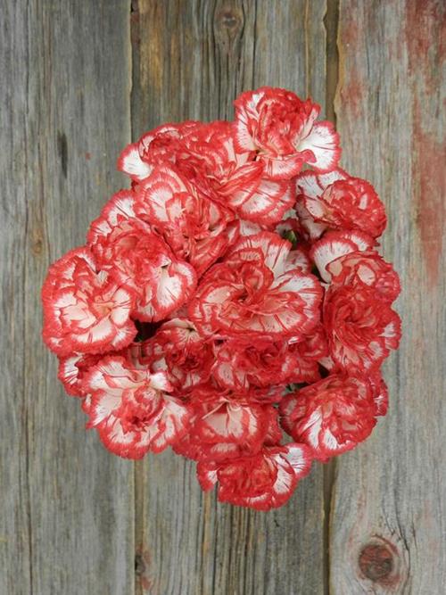 Wholesale Minuetto Bi-Color Red/White Mini Carnations Delivered Online ...
