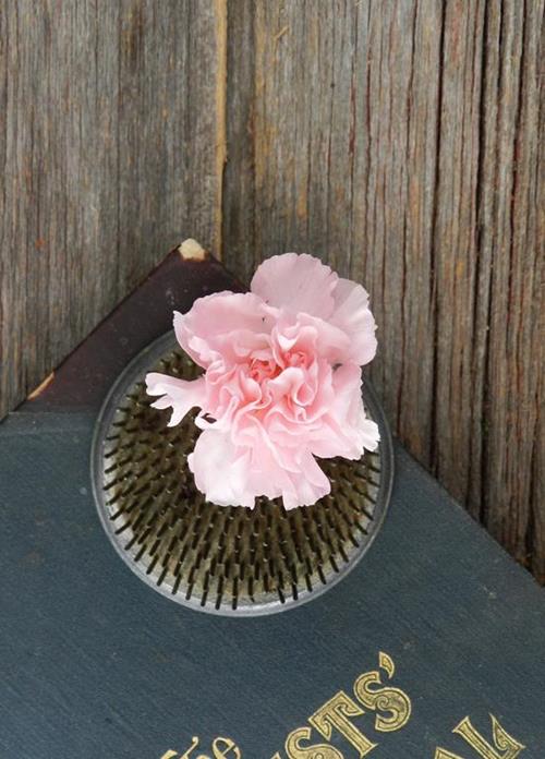 Wholesale Roxanne Pink Mini Carnations Delivered Online | FlowerFarm