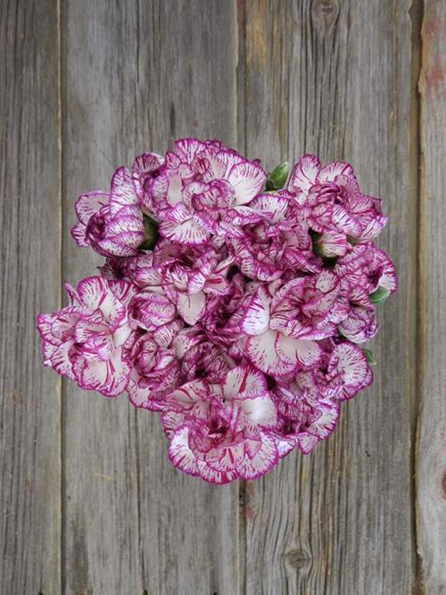 Wholesale Spectro Bi-Color Purple/ White Mini Carnations Delivered ...