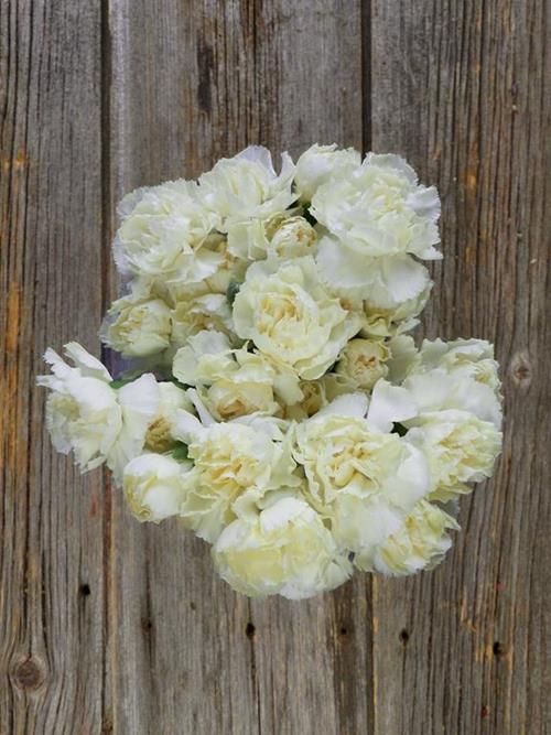 Wholesale Tayrona Cream Mini Carnations Delivered Online | FlowerFarm