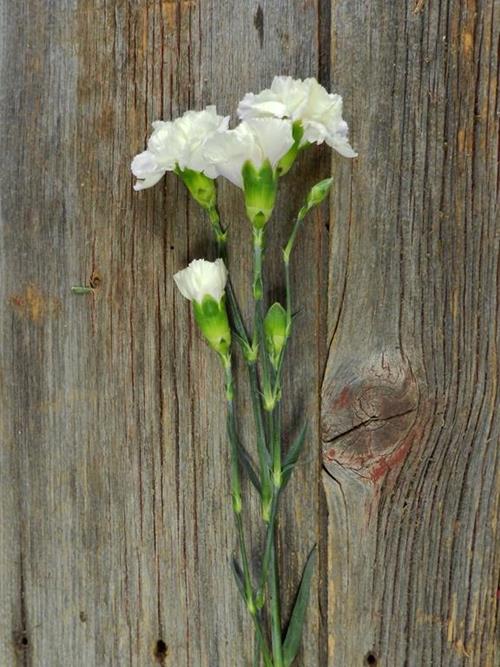 Wholesale Tayrona Cream Mini Carnations Delivered Online | FlowerFarm