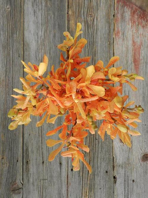Wholesale Orange Mokara Orchid Delivered Online | FlowerFarm