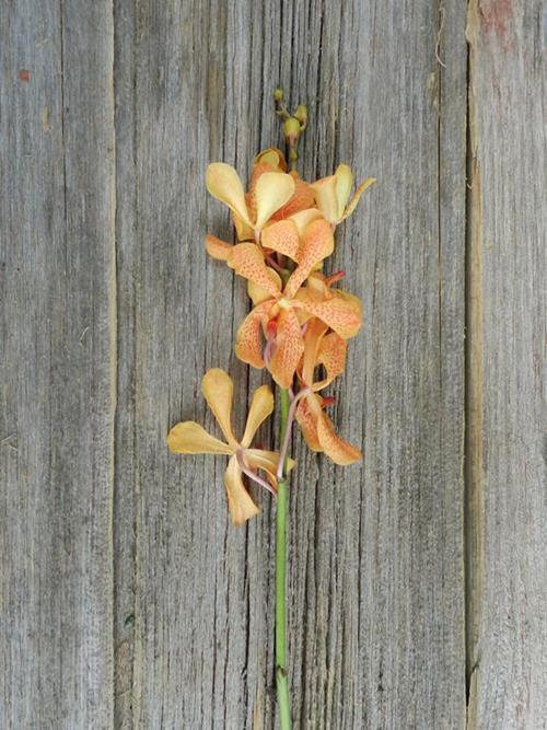 Wholesale Orange Mokara Orchid Delivered Online | FlowerFarm