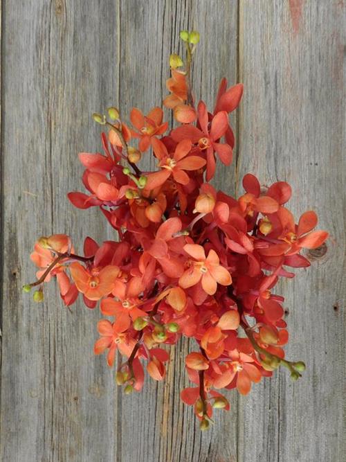 Wholesale Ruby Red Mokara Orchid Delivered Online | FlowerFarm