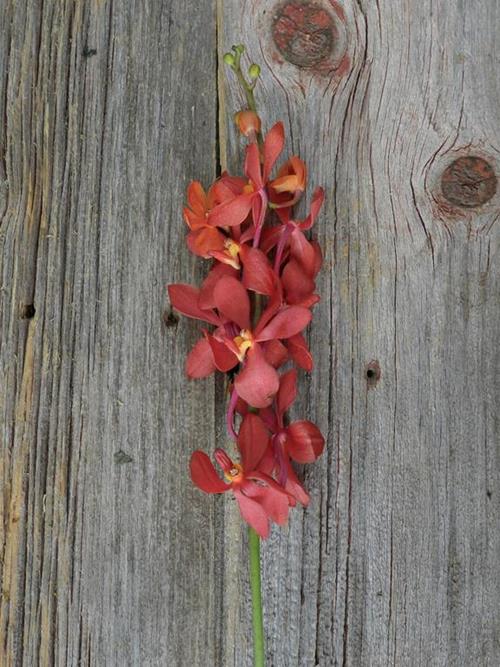 Wholesale Ruby Red Mokara Orchid Delivered Online | FlowerFarm