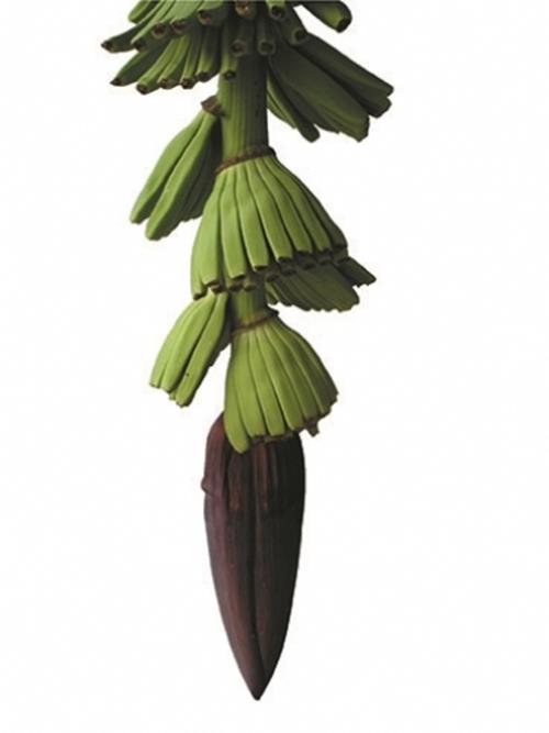 Wholesale Gran Musa Green Burgundy Banana Flower Delivered Online ...