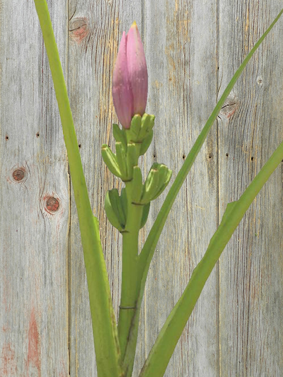 Wholesale Musa Linda Pink Banana Flower Delivered Online | FlowerFarm