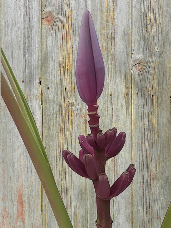Wholesale Musa Royal Purple Banana Flower Delivered Online | FlowerFarm