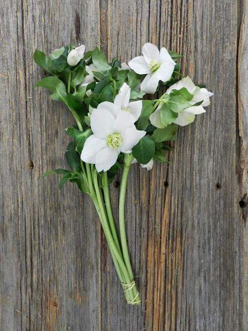 Wholesale White Helleborus Delivered Online | FlowerFarm