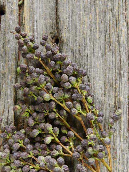 Wholesale Privett Berry Black Delivered Online | FlowerFarm