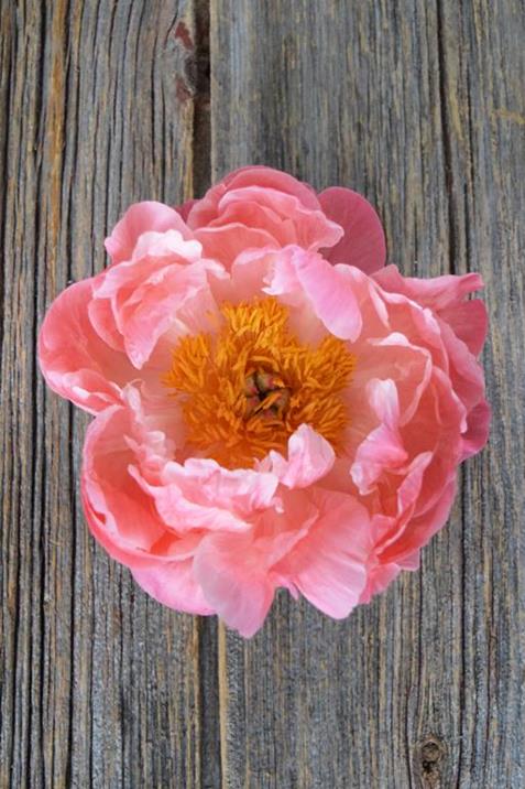 Wholesale Coral Sunset Peonies Delivered Online | FlowerFarm