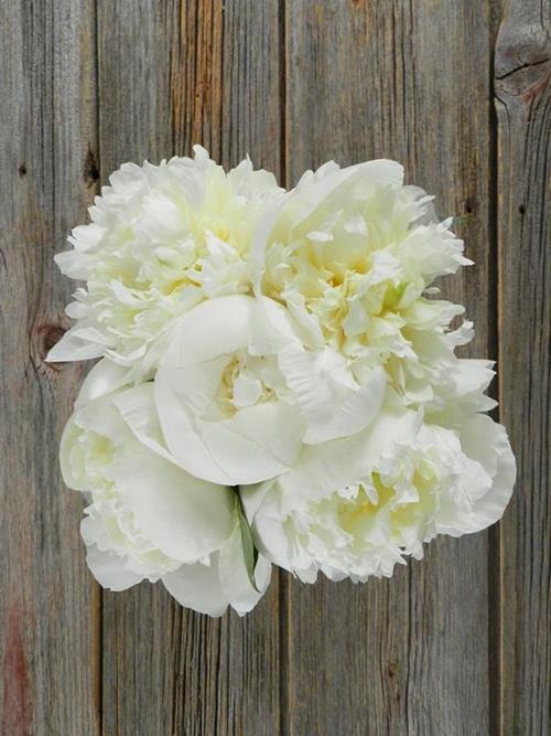 Wholesale Duchess De Nemours White Peonies Delivered Online | FlowerFarm